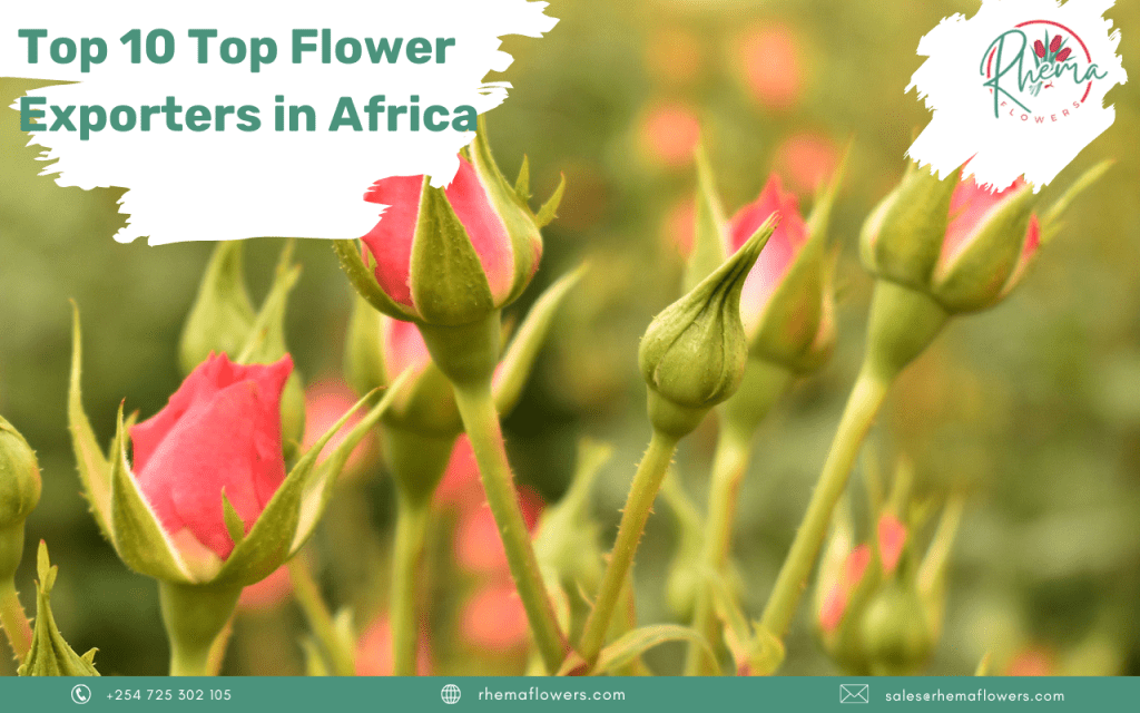 Flower Production by Country: Top 11 Largest Flower-Producing Countries ...