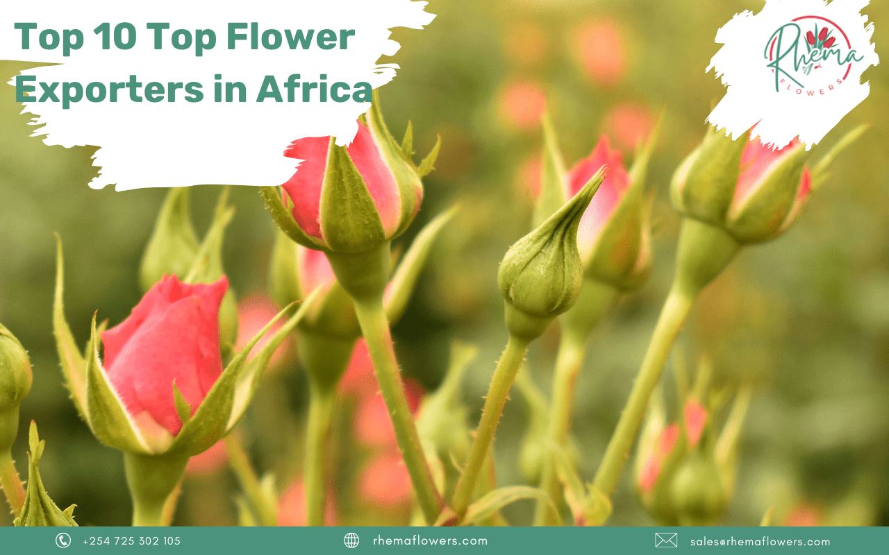 Flower Production by Country: Top 11 Largest Flower-Producing Countries ...